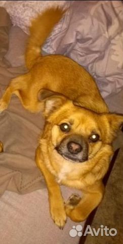 Потерялась собака