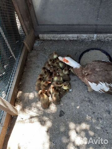 Утята мускусной утки