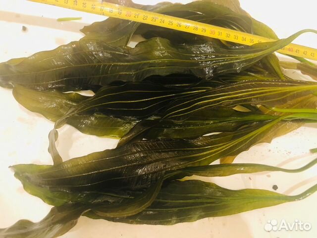 Эхинодорус рубин 60 см