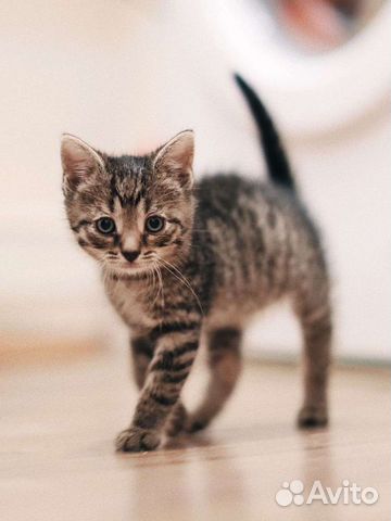 Котёнок в добрые руки