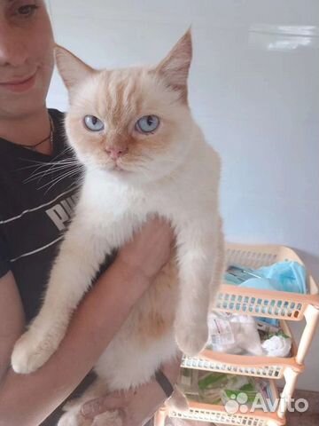 Котик Ося ищет дом