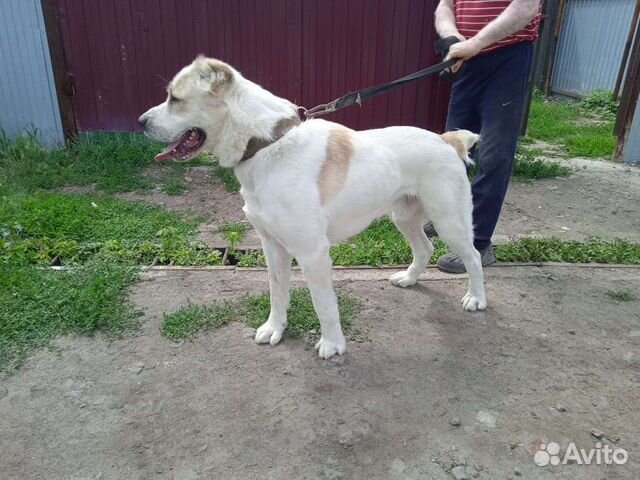 Продам щенка Алабая