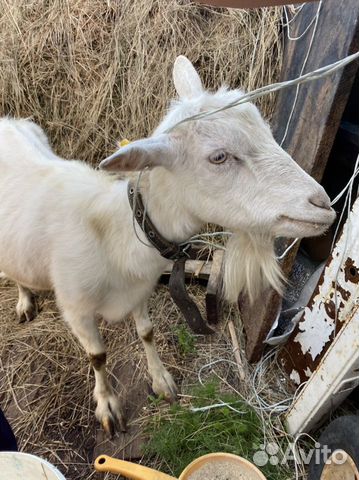 Коза дойная