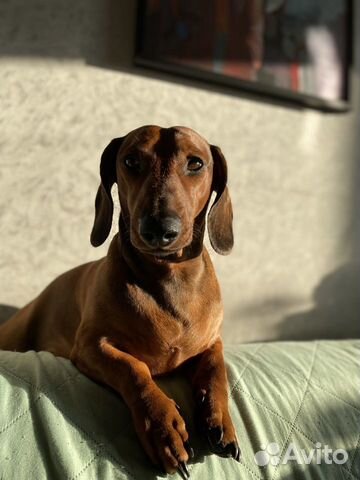 Такса для вязки кабель