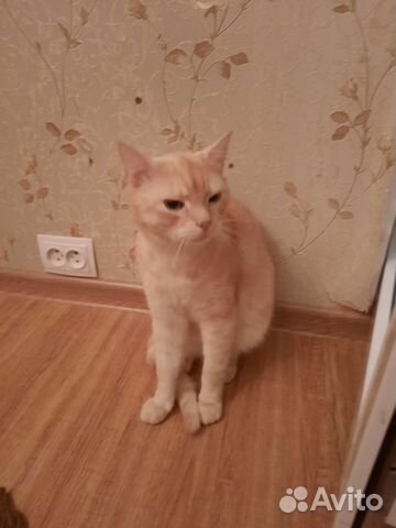 Рыжий кот в добрые руки