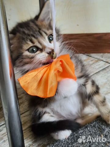 Котёнок в добрые руки