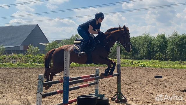 Лошадь кобыла конкур