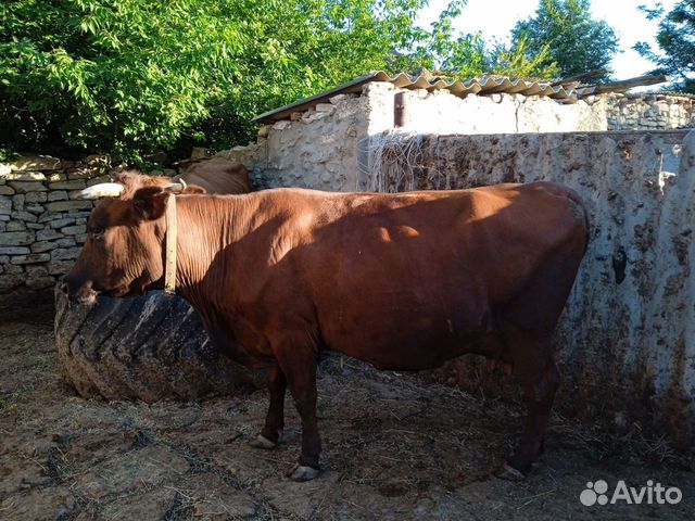 Корова стельная