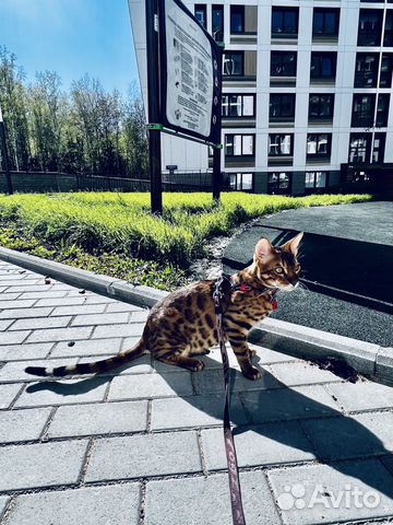 Отдам бенгала (мальчик)