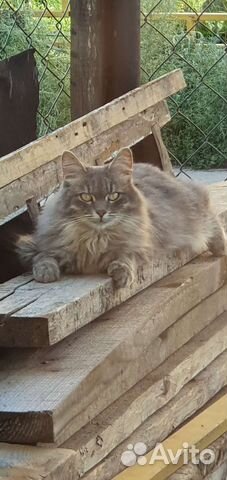 Кошки в добрые руки бесплатно