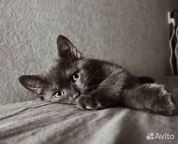 Котенок 2,5 месяца