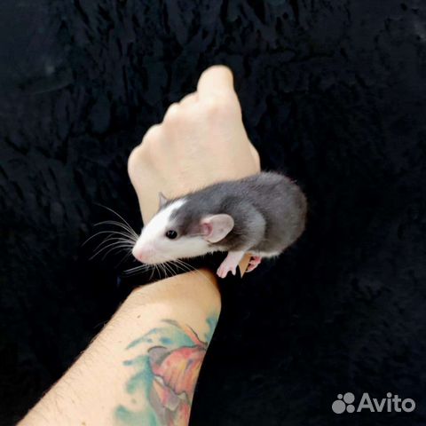 Декоративные мыши/крысы