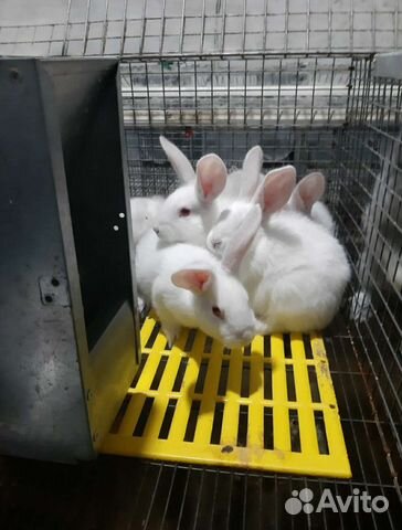 Белый Паннон, Панон кролики