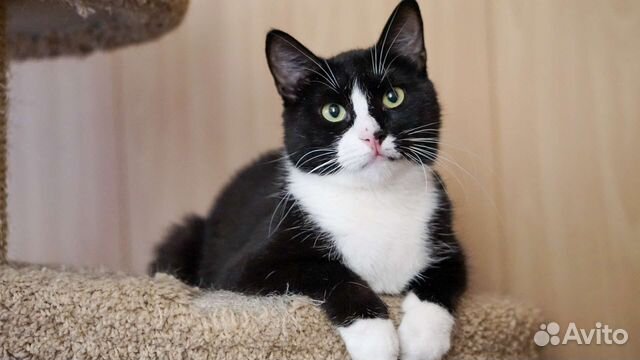 Кот Иннокентий (Кеша) в добрые руки, ждёт семью