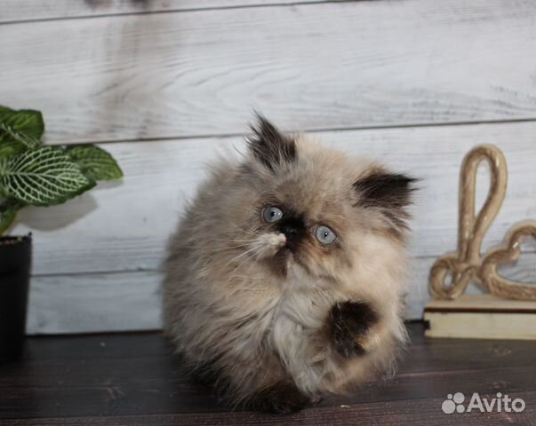 Персидские котята