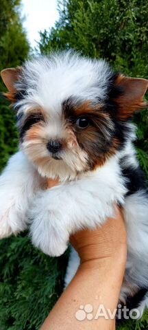 Щенки бивер йорка