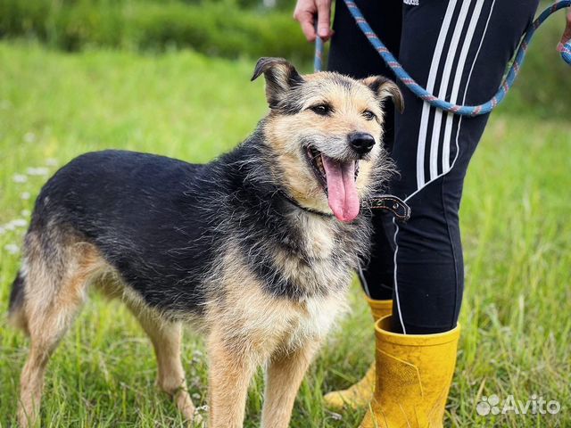 Человечный пес из приюта