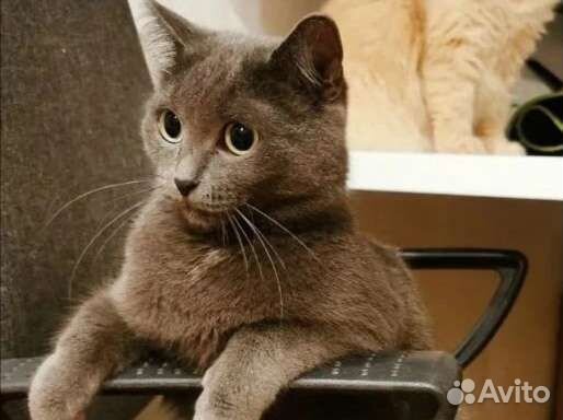 Русская голубая, дымчатая кошка, домашняя