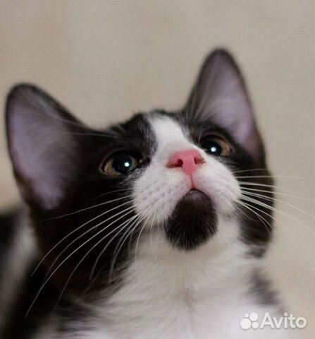 Котенок Доминошка., 4 месяца
