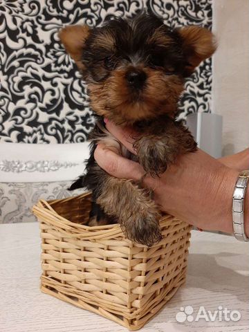 Йоркширский терьер мини беби фейс щенки