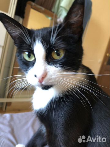 Красавица Бэлла ищет дом и добрых хозяев