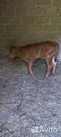 Коровы и телки