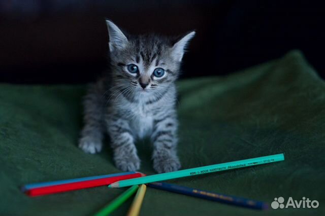 Котёнок Леопольд