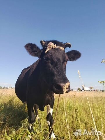 Корова дойная