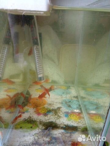 Аквариум с рыбками меченосцы гуппи сомы отдам