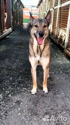 Молодой собачке нужна семья