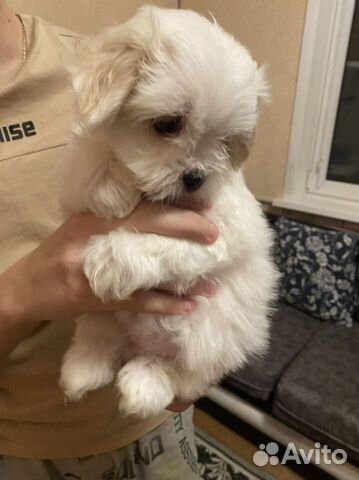 Щенки Мальтезе