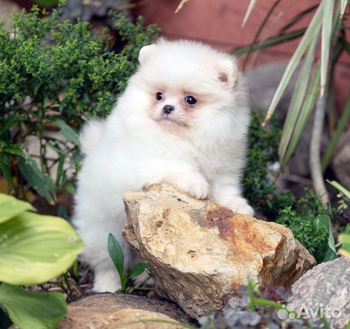 Щенок померанского шпица мальчик