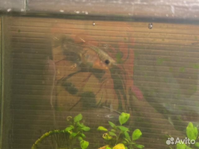 Подарю рыбок гуппи