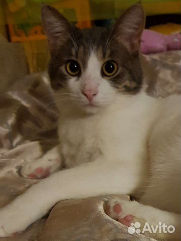 Котенок 7мес мальчик Донбасся 7мес ласковый