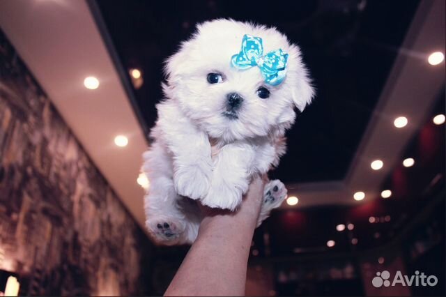 Кукольный мини мальчик мальтезе 2 мес