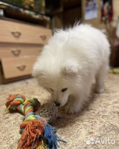 Самоедская лайка, шикарный мальчик