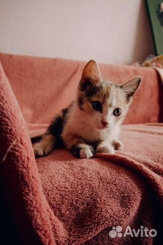 Кошка в дар бесплатно