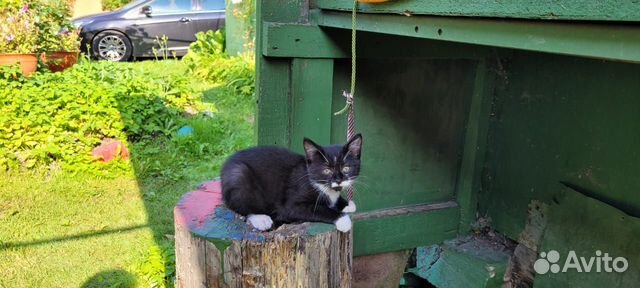 Котята в добрые руки бесплатно