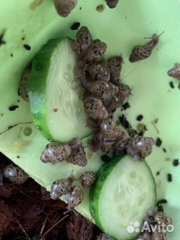 Улитки ахатины