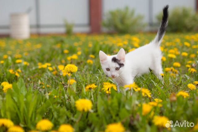 Котенок в добрые руки