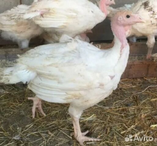 Индюшки биг 6