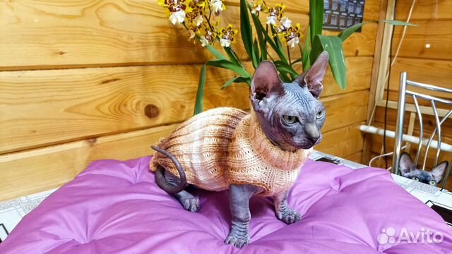 Бамбино коротколапый сфинкс