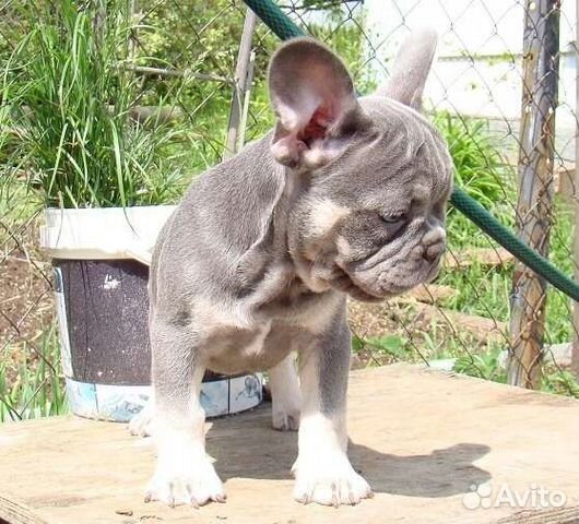 Мальчик лилак тан