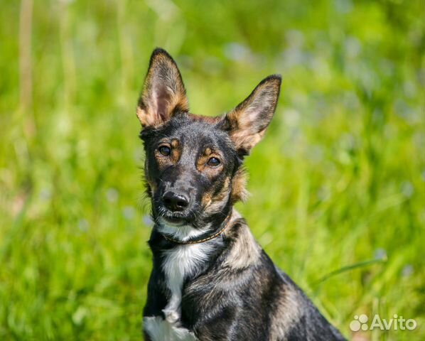 Ищет дом молодая Долли