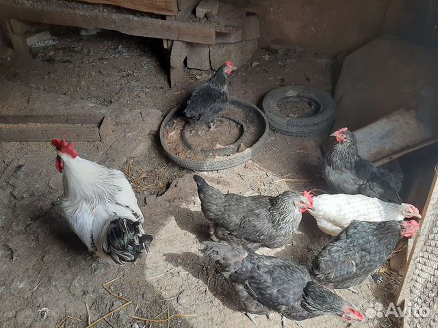 Молодые куры нисушки и питух
