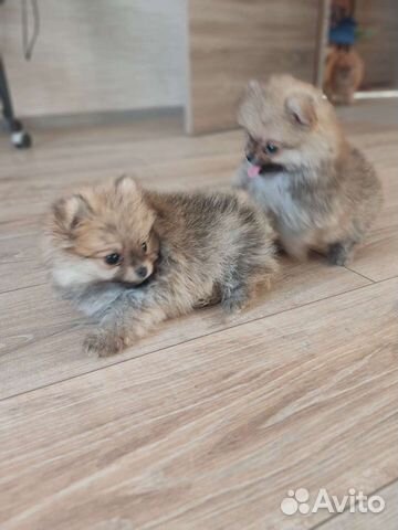 Цвергошпиц