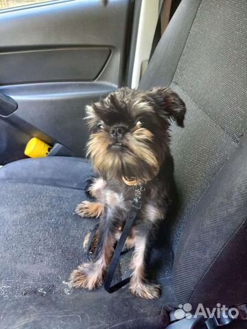 Бельгийский Гриффон