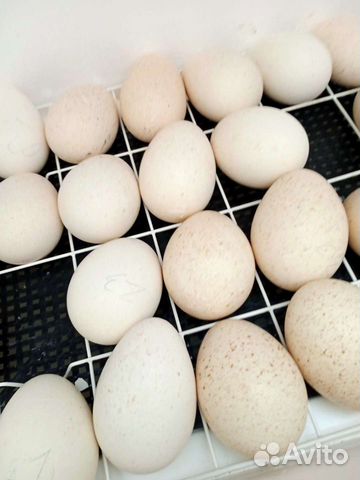 Яйцо индюшачьи инкубационное