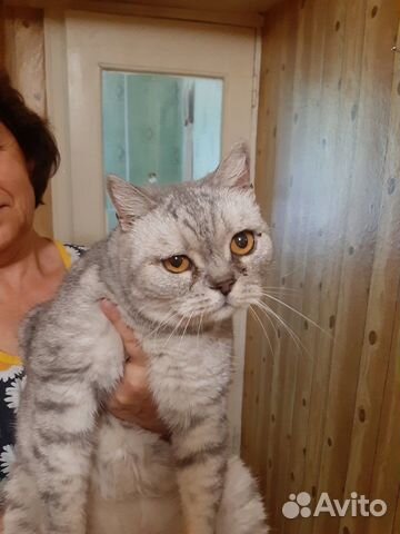 Котик британец,сын умершей хозяйки выставил