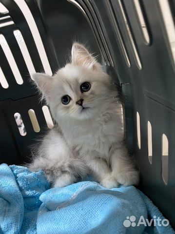 Шотландская Хайленд страйт нежнятинка